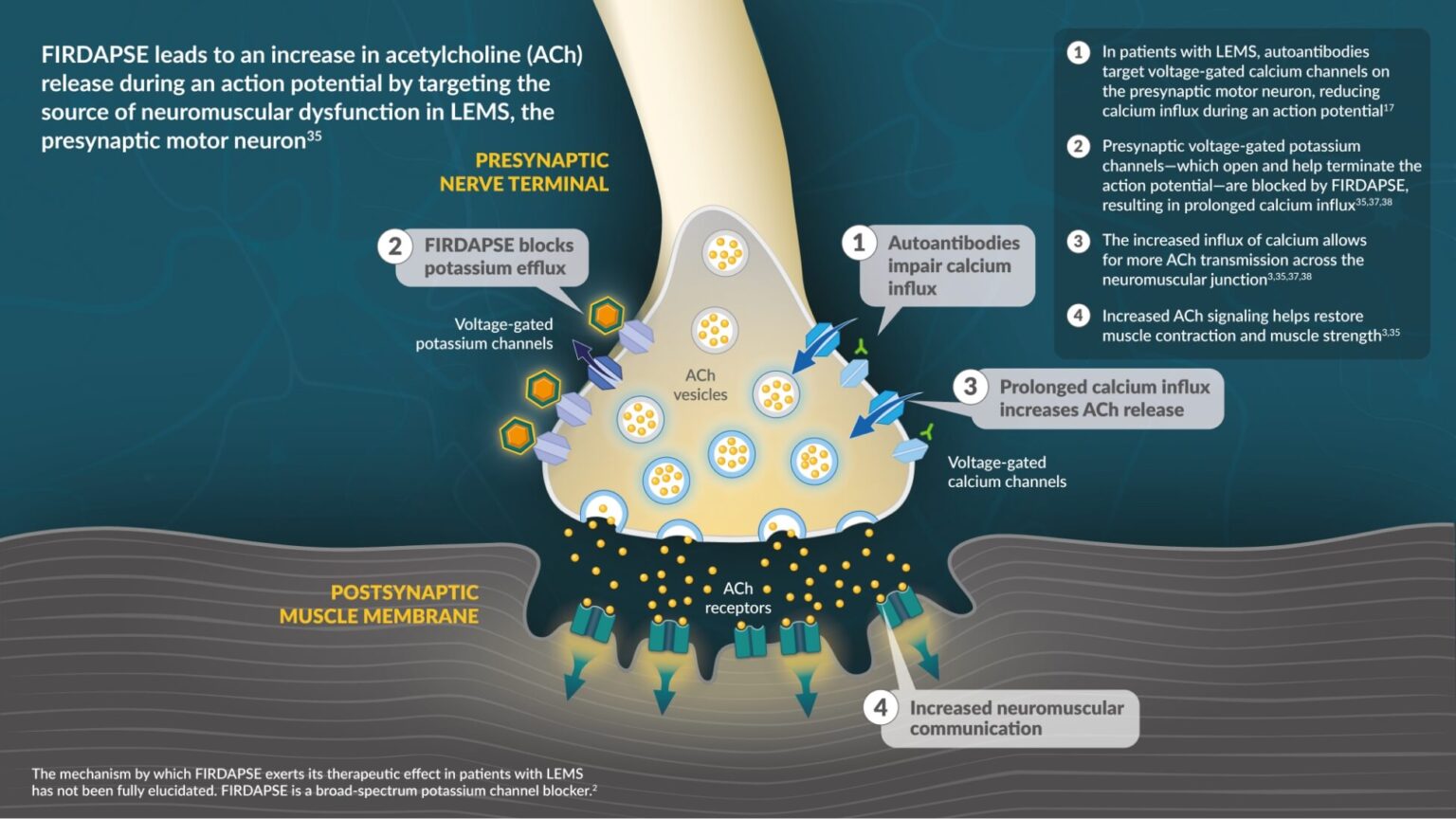 About FIRDAPSE | FIRDAPSE® (amifampridine)